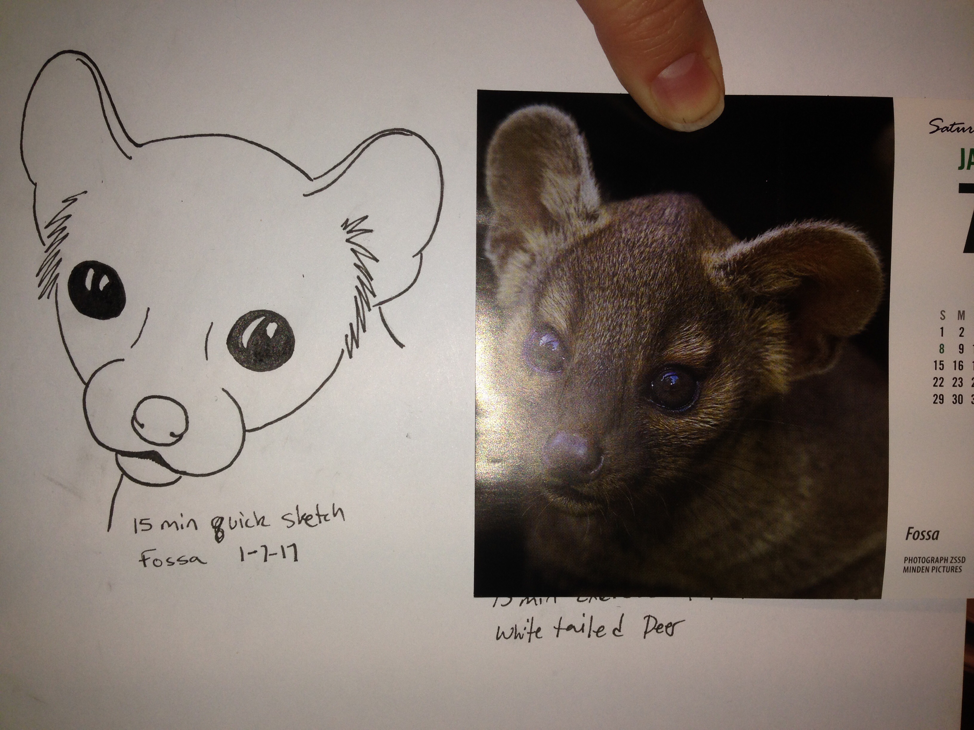 Fossa Quick Sketch | Quack Quack Honk Designs